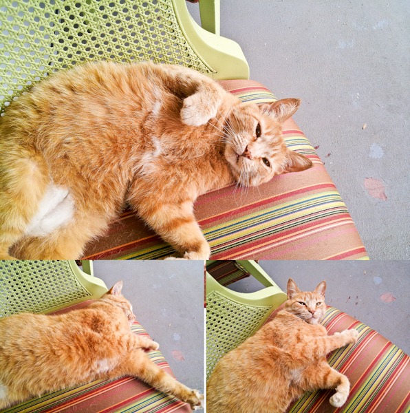 Pattycake Cats - Kath Eats Real Food
