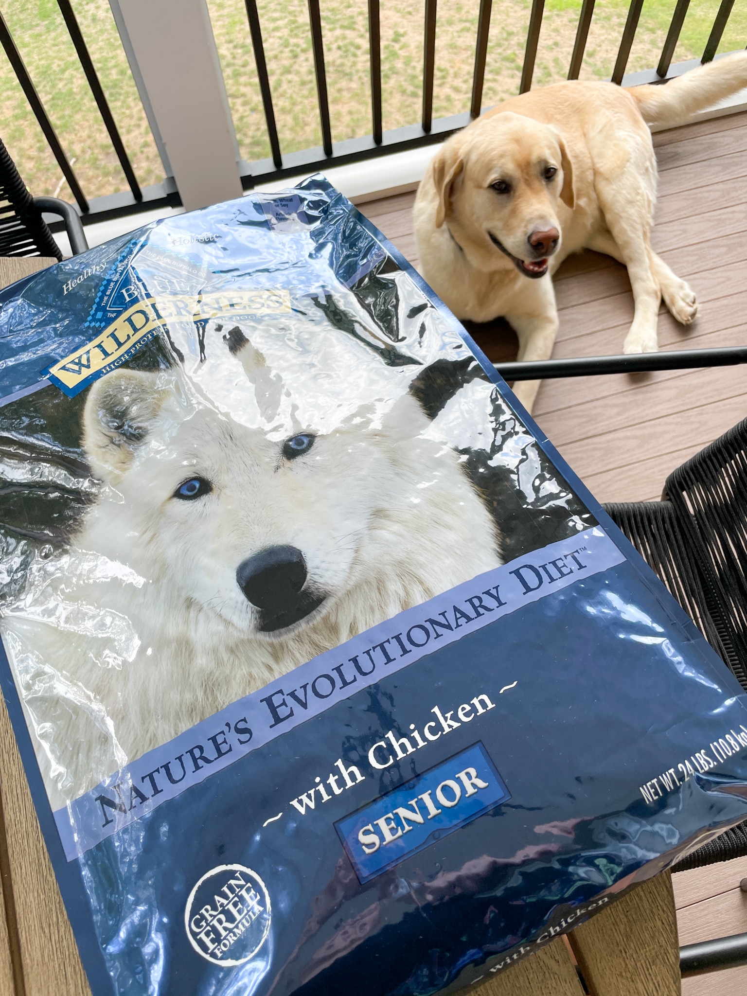 Chewy Review: Gus's Favorite Things! • Kath Eats